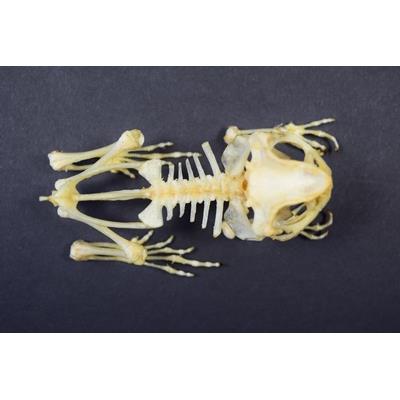 Duttaphrynus melanostictus crapaud