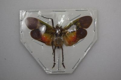 Penthicodes farinosa tulia